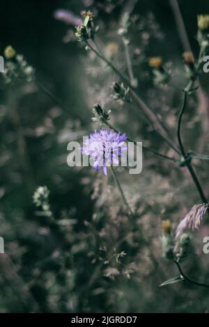 Knautia arvensis, commonly known as field scabious, is a flowering ...