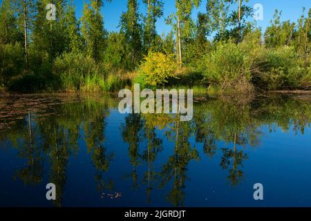 Wetland pond, St Louis Ponds Wildlife Area, Marion County, Oregon Stock ...