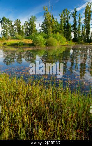 Wetland pond, St Louis Ponds Wildlife Area, Marion County, Oregon Stock ...