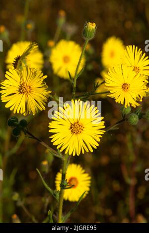 Common madia (Madia elegans) on Baskett Butte along Rich Guadagno ...