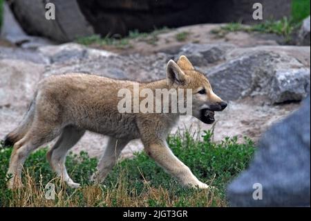 VINNYTSIA, UKRAINE - JULY 07, 2022 - An Arctic wolf pup is seen at the ...