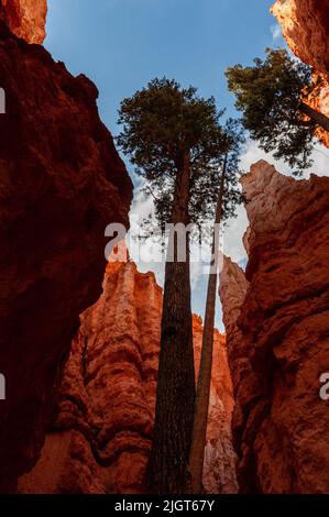 Cliff inside Bryce Canyon National Park - Utah - USA Stock Photo - Alamy