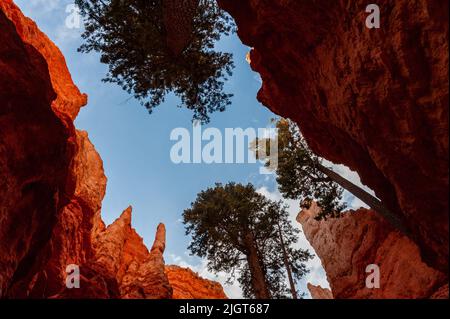 Cliff inside Bryce Canyon National Park - Utah - USA Stock Photo - Alamy