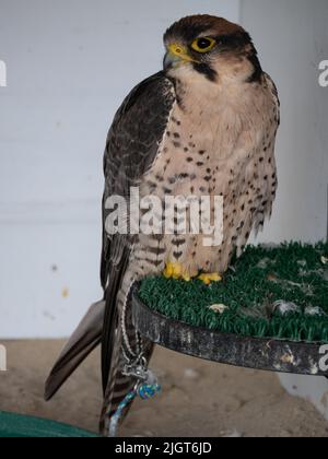 Hybrid Peregrine Falcon Stock Photo - Alamy