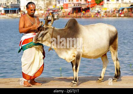Hindu Priest offers prayers to a cow on the occassion of Guru Purnima ...