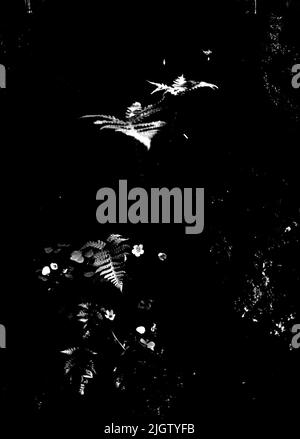 An example of the photographer's interest in plants and animals. Images ...