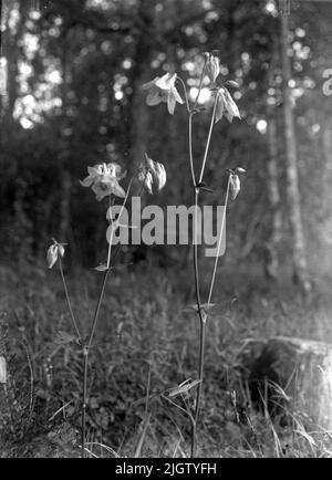 An example of the photographer's interest in plants and animals. Images ...