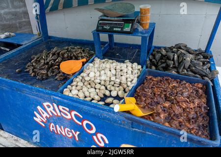 Fresh piure, a seafood delicacy, for sale at a dockside fish market in ...