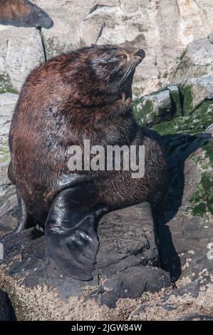 A seal on the stone in Beagle Channel, Ushuaia Stock Photo - Alamy
