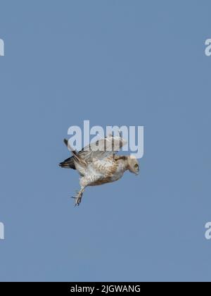 A short-toed snake eagle, Circaetus gallicus, also known as the short ...