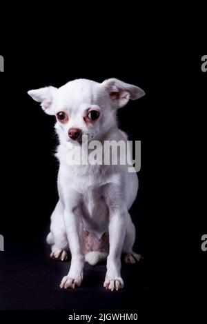 dog chihuahua posing isolated background Stock Photo - Alamy