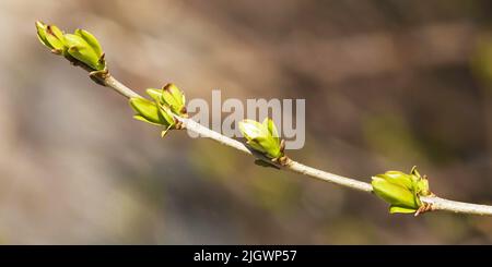 Trees wake up in spring, buds bloom, leaves appear Stock Photo - Alamy