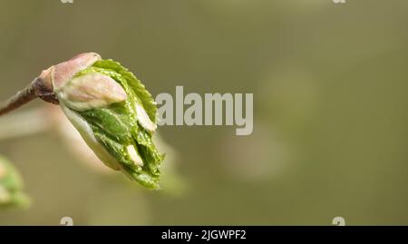 In spring, trees awaken, buds open, seeds and leaves appear Stock Photo ...