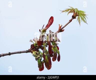 In spring, trees awaken, buds open, seeds and leaves appear Stock Photo ...