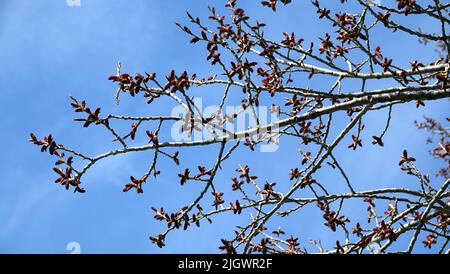 In spring, trees awaken, buds open, seeds and leaves appear Stock Photo ...