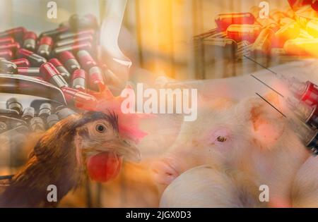 Chickens and pigs in livestock farms use antibiotics. Antibiotic drug ...