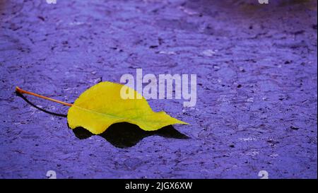 Sad autumn leaf on dark marble Stock Photo - Alamy