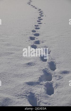 The snow lies in an even layer and glistens in the sun Stock Photo - Alamy