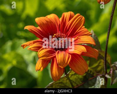 Heliopsis helianthoides 'Red Shades' flowers growing in a UK garden in ...