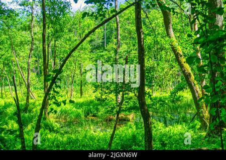Swamp in forest - Ruciane-Nida, Masuria, Poland Stock Photo - Alamy