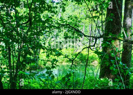 Swamp in forest - Ruciane-Nida, Masuria, Poland Stock Photo - Alamy