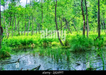 Swamp in forest - Ruciane-Nida, Masuria, Poland Stock Photo - Alamy