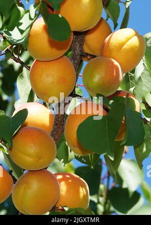 Lots ripe apricots on tree branches Stock Photo - Alamy