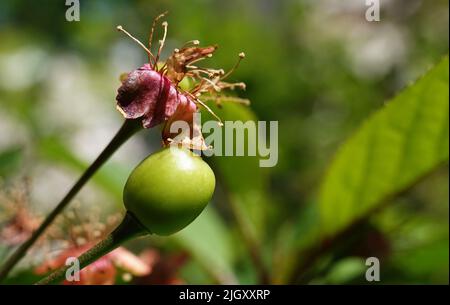 Green cherry berries are singing on tree branches Stock Photo - Alamy
