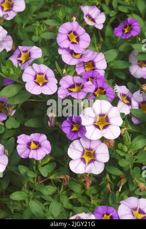 Trailing perunia (Calibrachoa x hybrida Stock Photo - Alamy