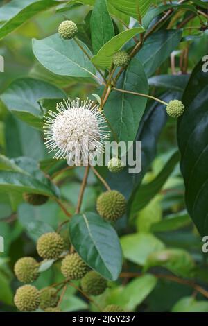 Buttonbush (Cephalanthus occidentalis). Called Button willow, Buck bush ...