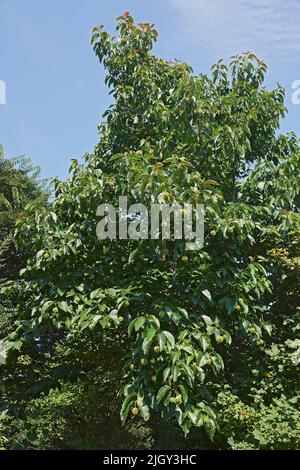 Happy tree (Camptotheca acuminata). Called Cancer tree and Tree of life ...