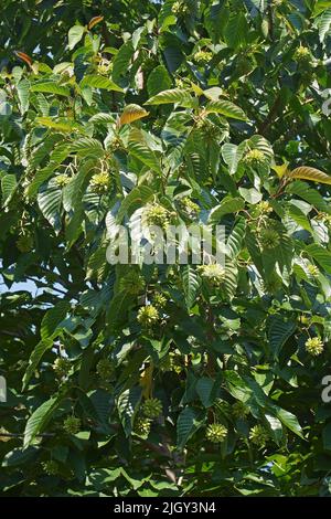 Happy tree (Camptotheca acuminata). Called Cancer tree and Tree of life ...