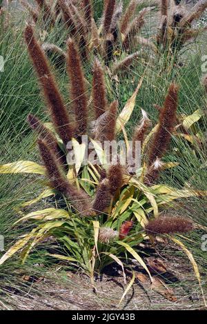 Jade Princess ornamenta millet plant in blossom Stock Photo - Alamy