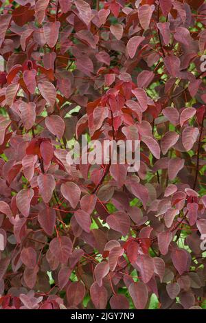 Smoketree spurge tree (Euphorbia cotinifolia Stock Photo - Alamy