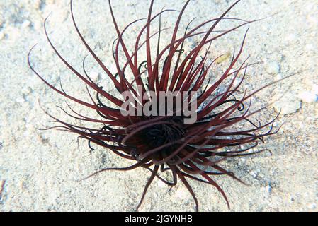 Coloured tube sea anemone - Cerianthus membranaceus Stock Photo - Alamy