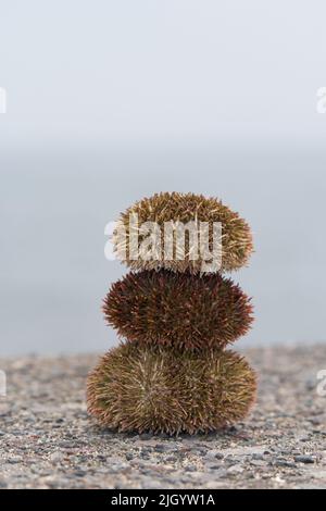 5 Sea urchin shells stacked on pebble beach Stock Photo - Alamy