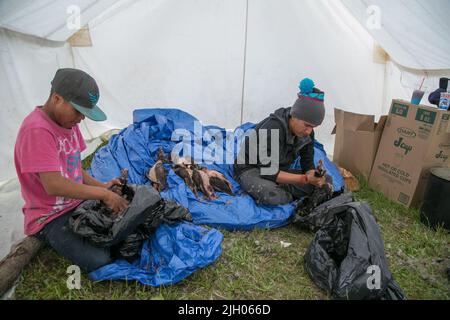 Indigenous male youth plucking ducks in the northern Indigenous ...
