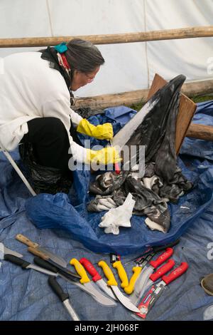 Indigenous Dene elder woman preparing a traditional tanned moosehide ...