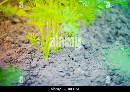 Carrot root crop peeking out close-up from the soil Stock Photo - Alamy