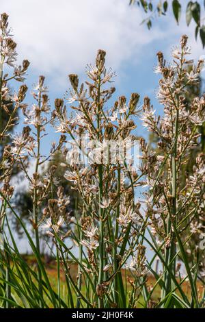 Asphodelus albus, commonly known as white-flowered asphodel, is an ...