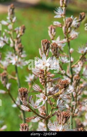 Asphodelus albus, commonly known as white-flowered asphodel, is an ...