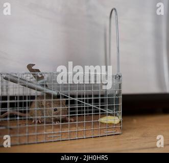 Mouse trap with a cute living mouse inside in a kitchen Stock Photo - Alamy