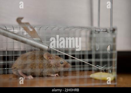Mouse trap with a cute living mouse inside in a kitchen Stock Photo - Alamy