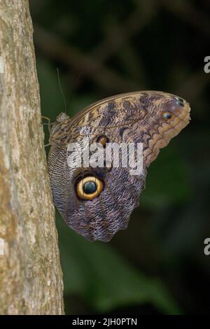 The light touch of butterflies Stock Photo - Alamy