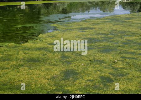 Algae invade the river with little water causing drought Stock Photo ...