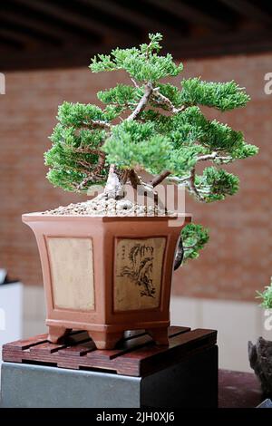 Bonsai tree growing in backyard of residential cottage in countryside ...