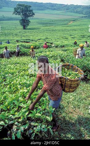 Uganda; People harvesting tea Stock Photo - Alamy
