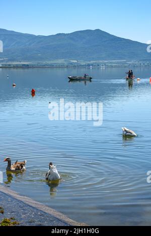 Ducks and boatmen on Lake Volvi at the village of Mikri Volvi at the ...