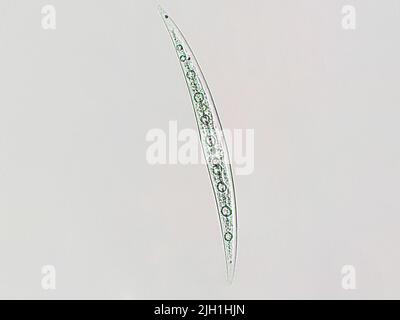 Closterium sp. Charophyta algae under microscopic view x40, Green algae ...