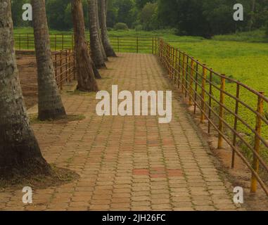 A walkway with coconut trees along the riverside Stock Photo - Alamy